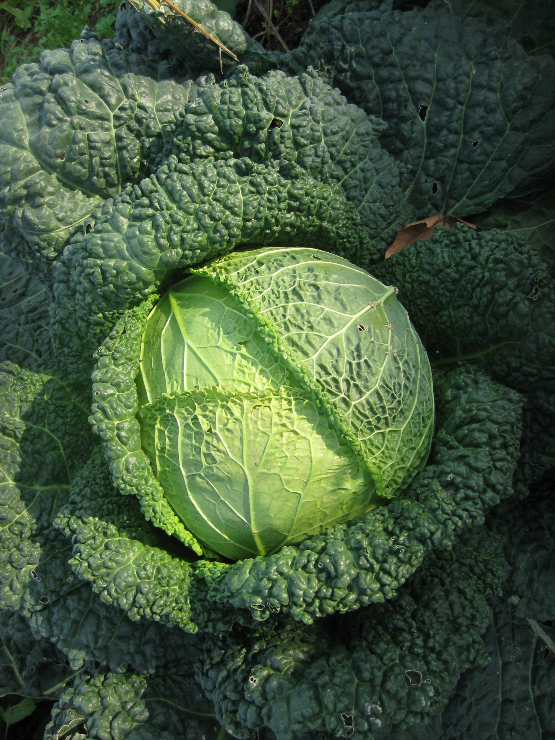 chou frisé Pce - Ferme La Grangette